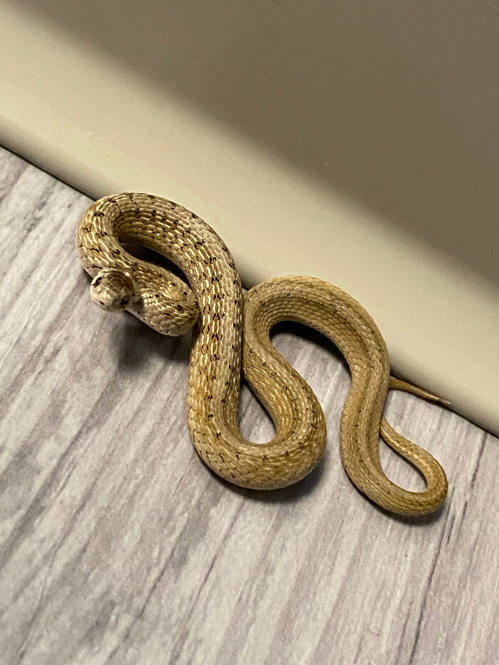 Leesburg Snakes In Walls Of Home, Safe Snake Removal